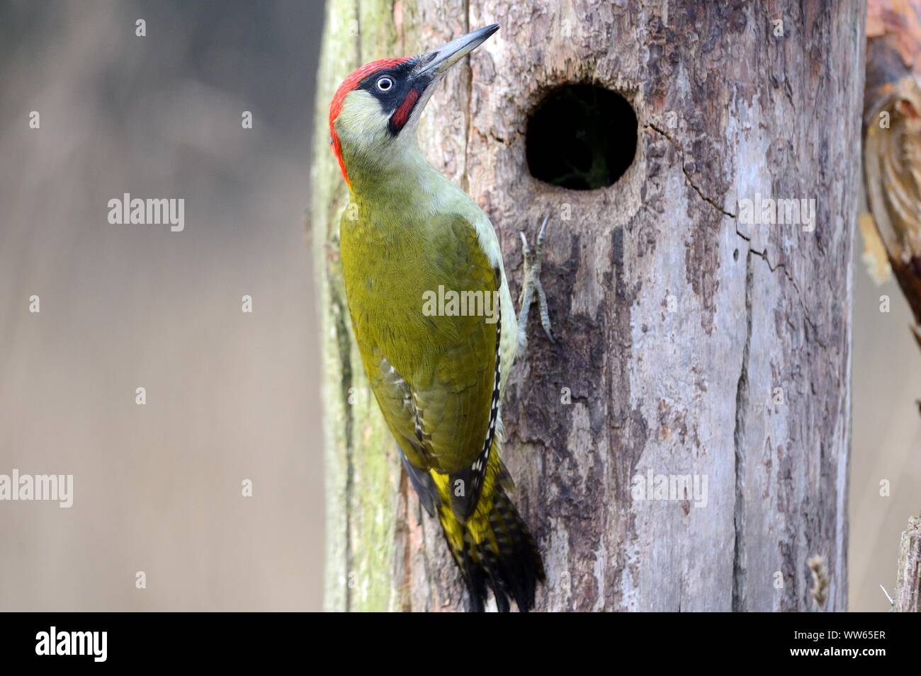 Au pic vert Picus viridis, trous de nidification Photo Stock - Alamy
