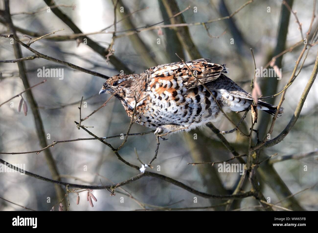 Hazel hen Banque de photographies et d’images à haute résolution - Alamy