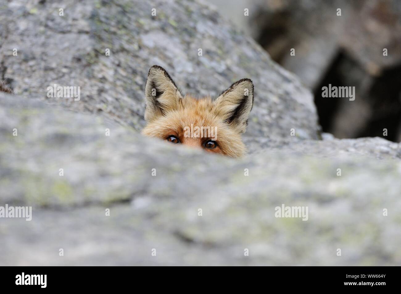 Renard renard roux animal vue de profil Banque de photographies et d ...