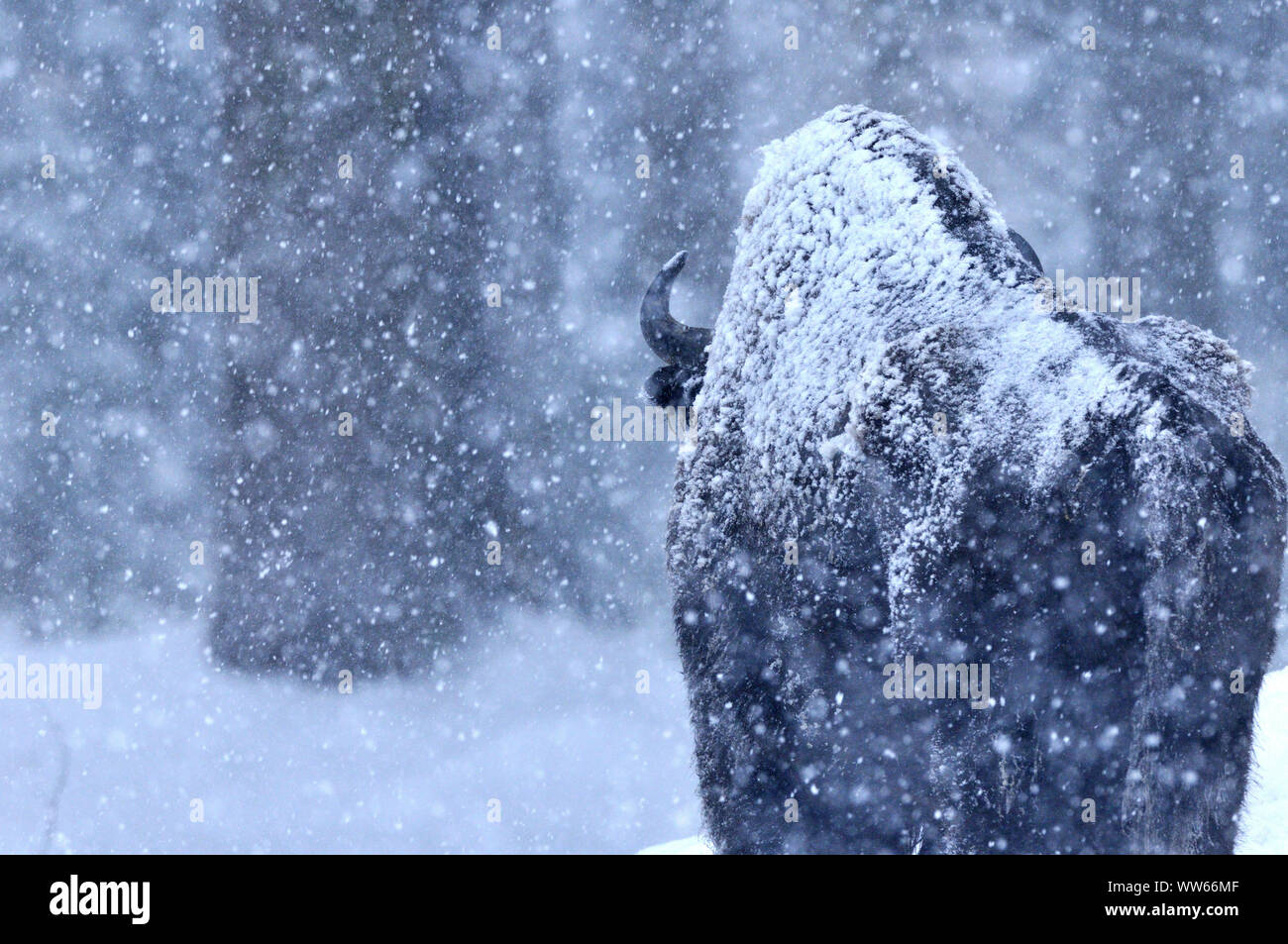 Bison dans la neige Banque de photographies et d’images à haute ...