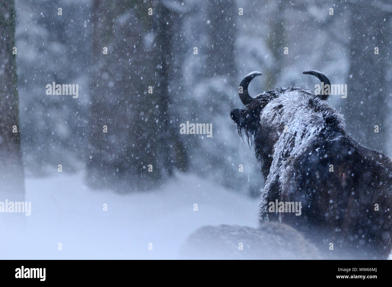 Bison dans la neige Banque de photographies et d’images à haute ...