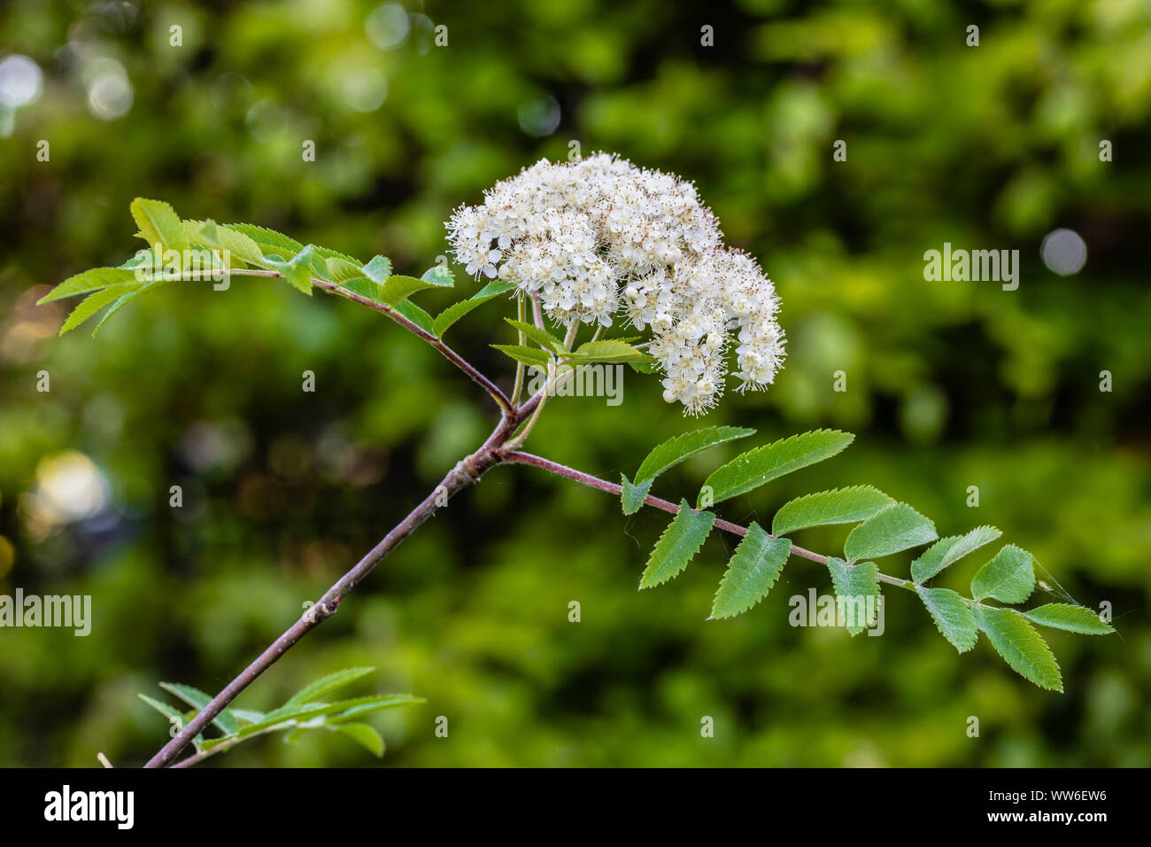 Rowan sorbus aucuparia Banque de photographies et d’images à haute ...