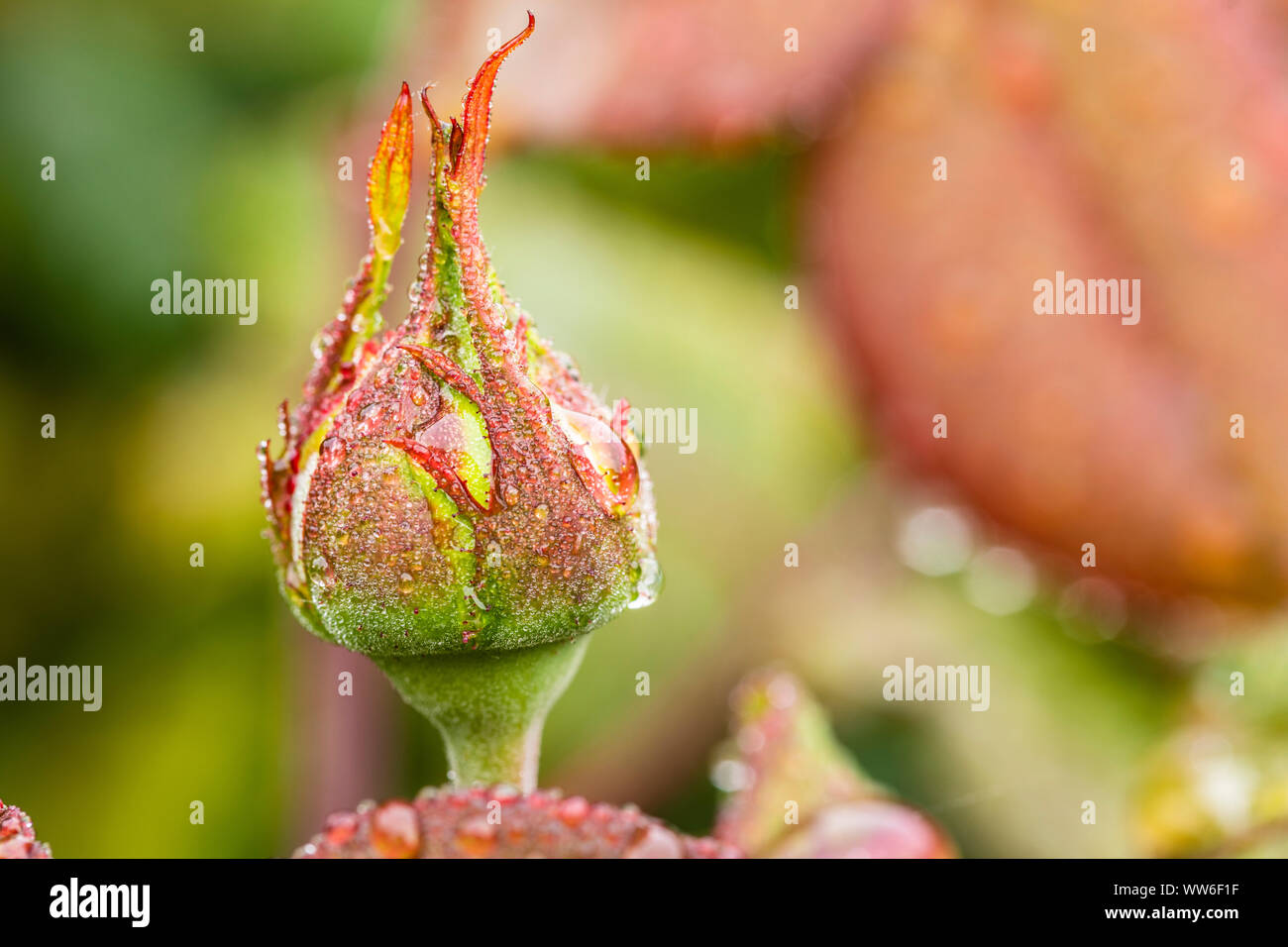 Boutons de rose Banque de photographies et d’images à haute résolution ...