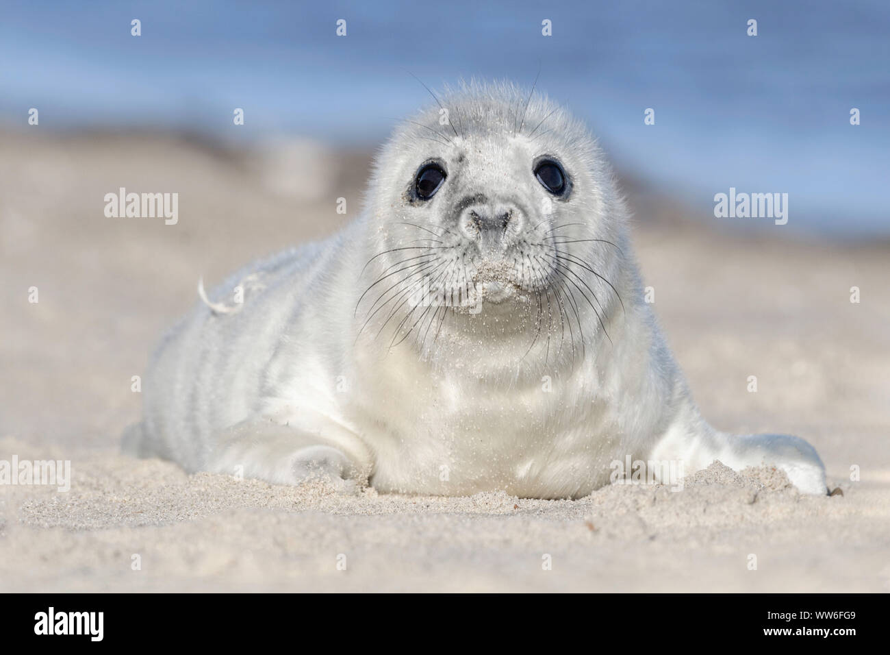 Bébé Phoque Banque d'image et photos - Alamy