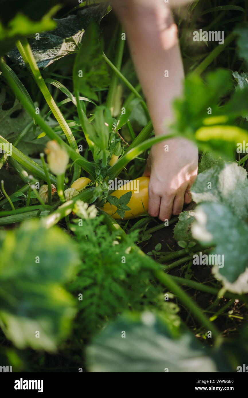 Femme cueillant des courgettes Banque de photographies et d’images à ...
