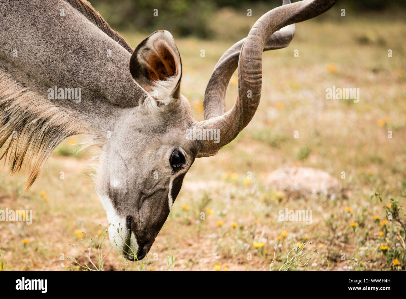 Antilope koudou Banque de photographies et d’images à haute résolution ...