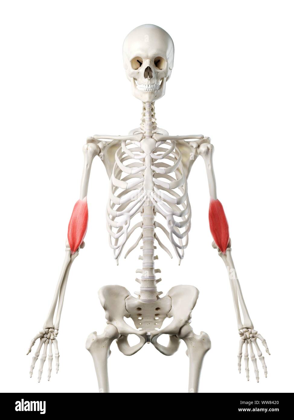 Anatomie du muscle brachial Banque de photographies et d’images à haute ...