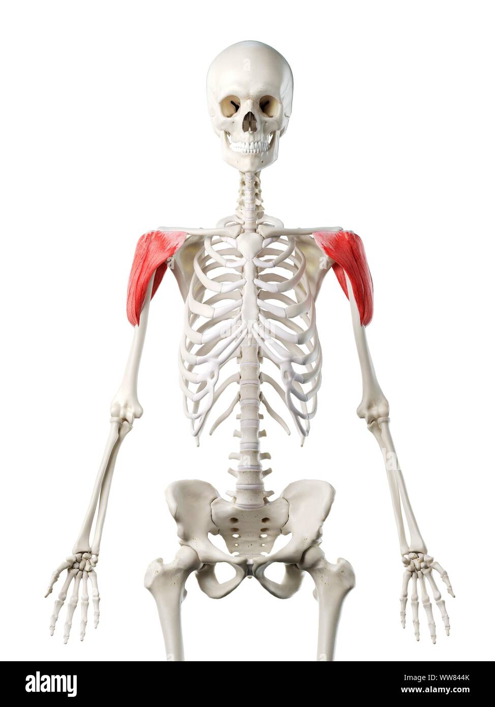 Le muscle deltoïde, illustration Photo Stock - Alamy