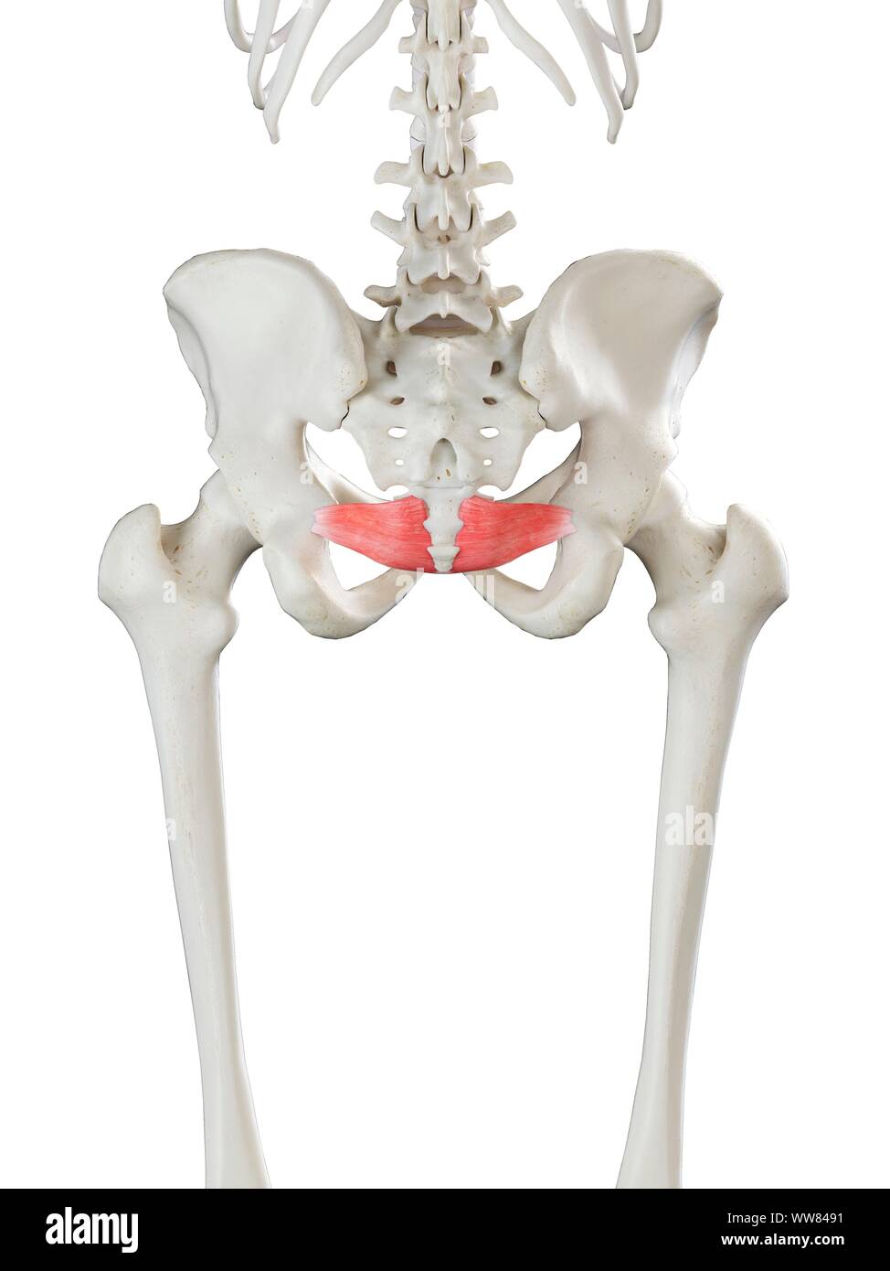 Muscle iliococcygeus Banque de photographies et d’images à haute ...