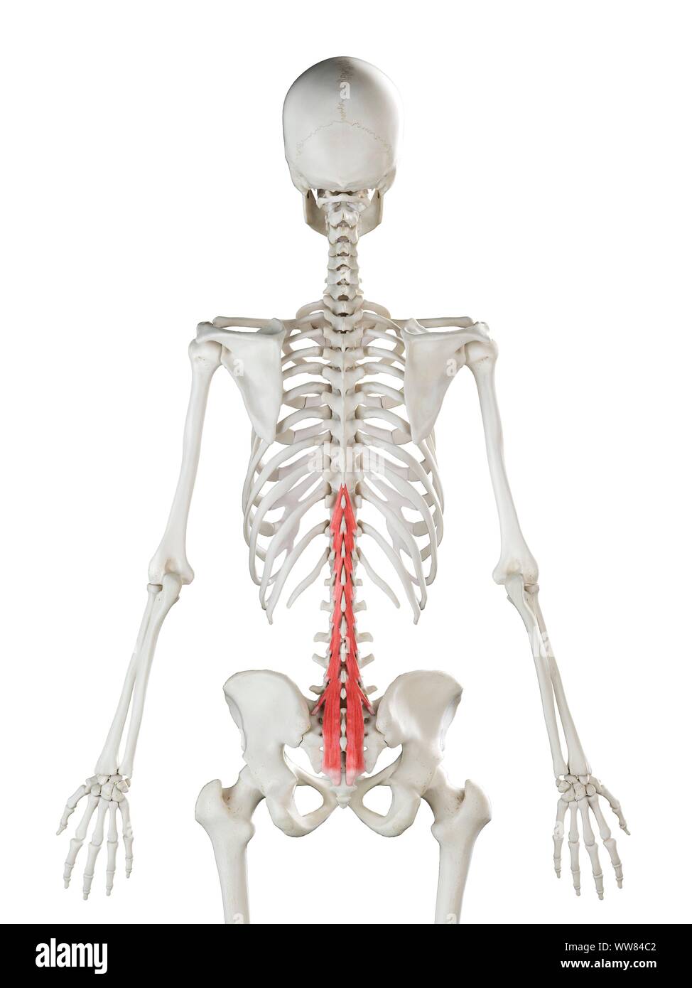 Multifidus muscle Banque d'images détourées - Alamy