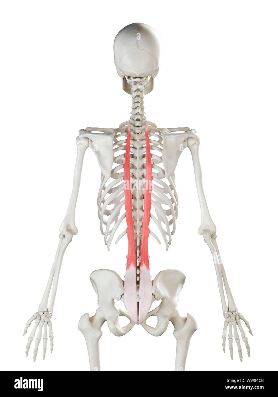 Le muscle longissimus thoracis, illustration Photo Stock - Alamy