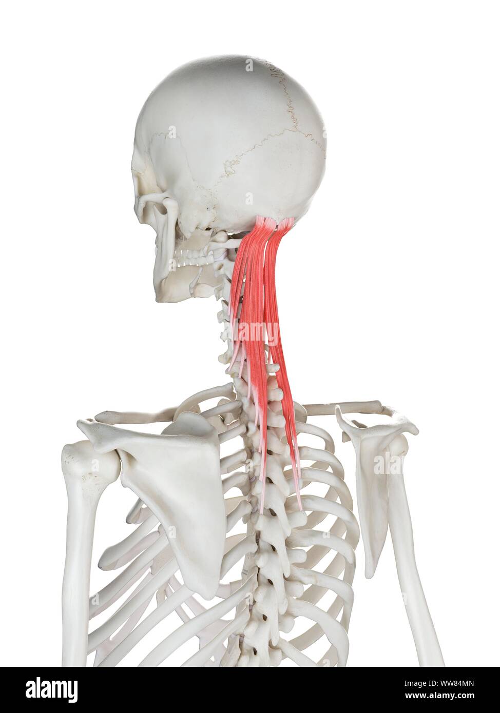 Muscle semispinalis capitis Banque de photographies et d’images à haute ...