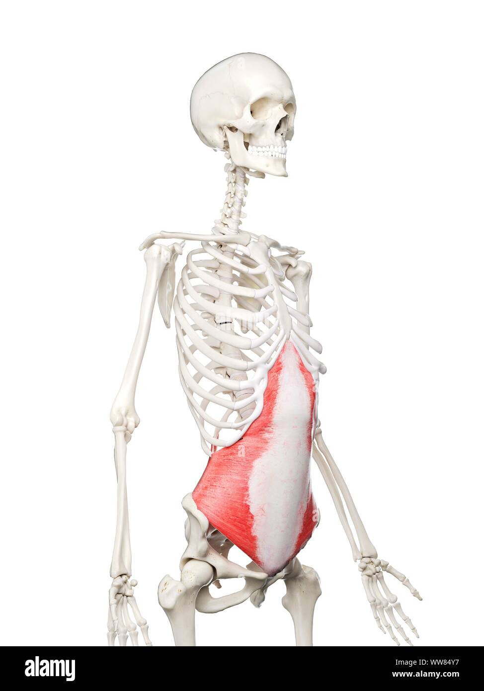 Muscle transverse de l'abdomen Banque de photographies et d’images à ...