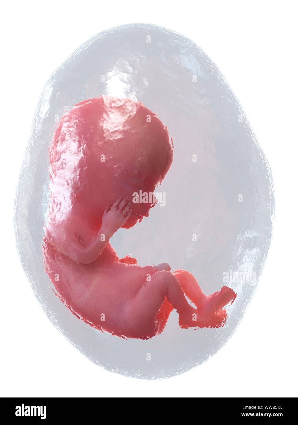 Foetus de 12 semaines Banque de photographies et d’images à haute ...