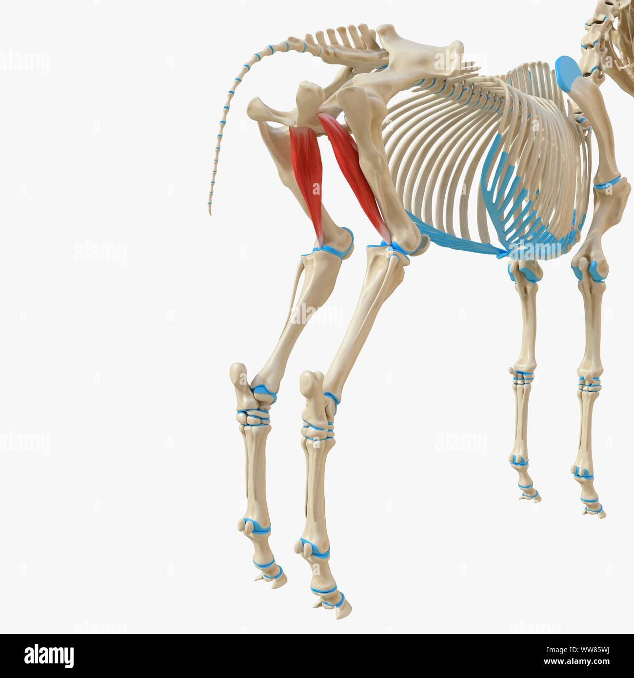 Muscle adducteur cheval Banque de photographies et d’images à haute ...