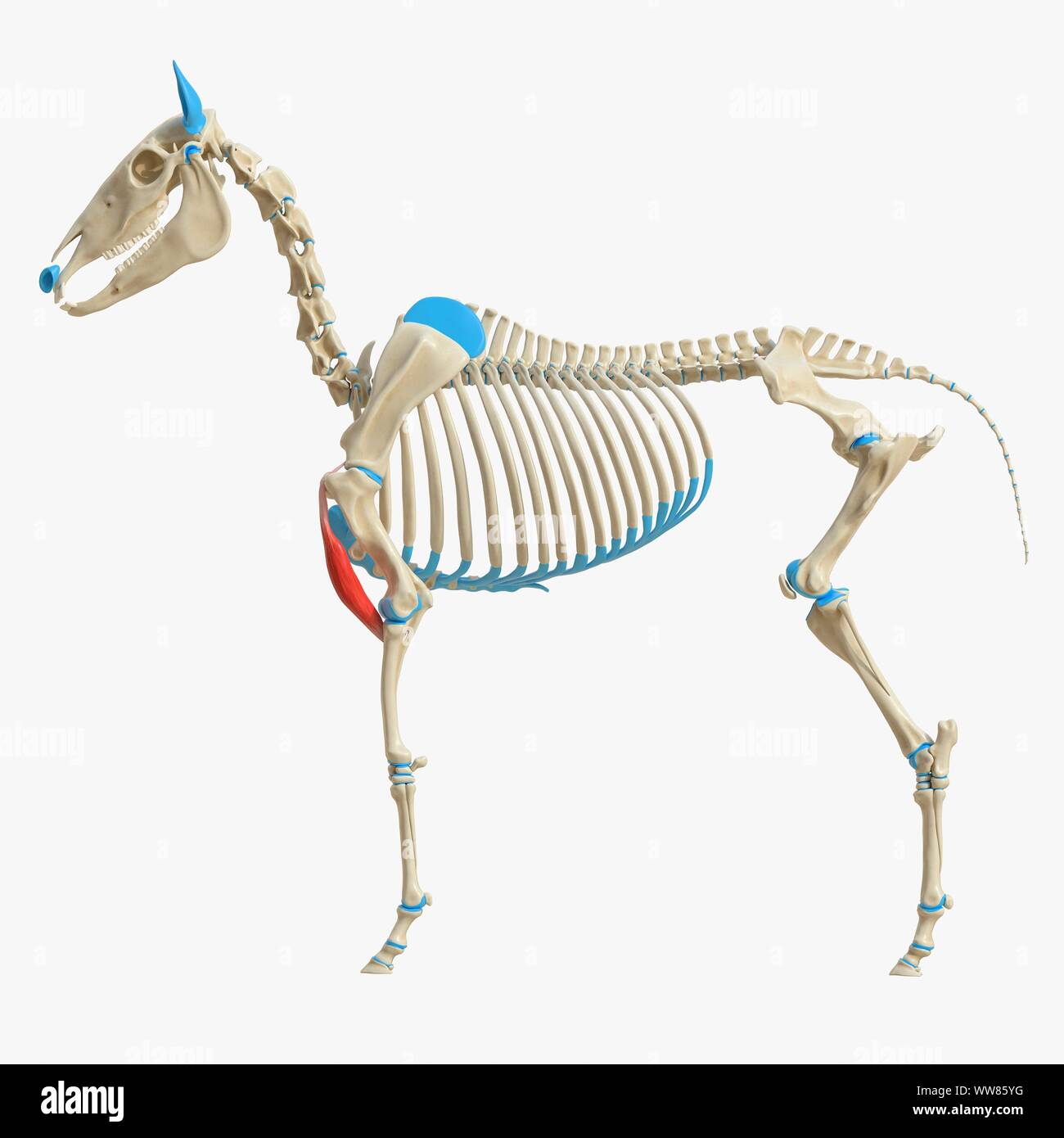 Biceps brachial cheval Banque de photographies et d’images à haute ...