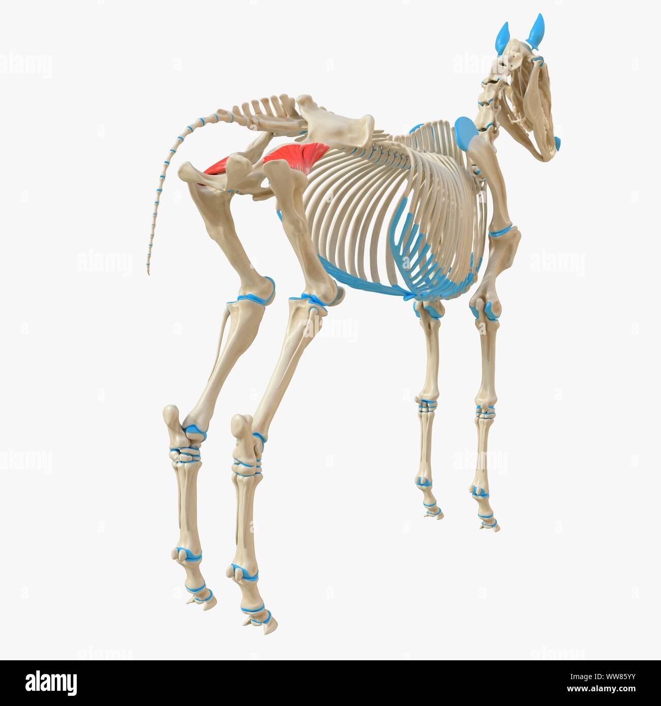 L'illustration, le muscle grand fessier profundus Photo Stock - Alamy