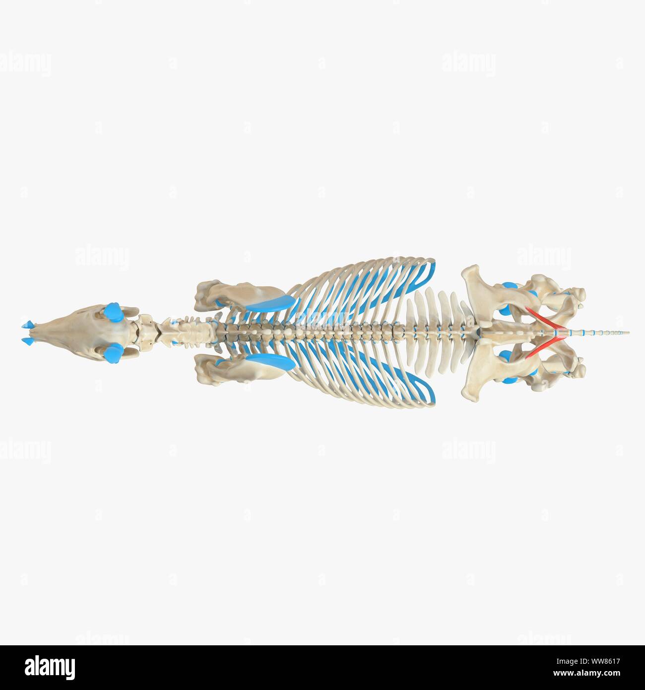 Muscle coccygeus Banque de photographies et d’images à haute résolution ...