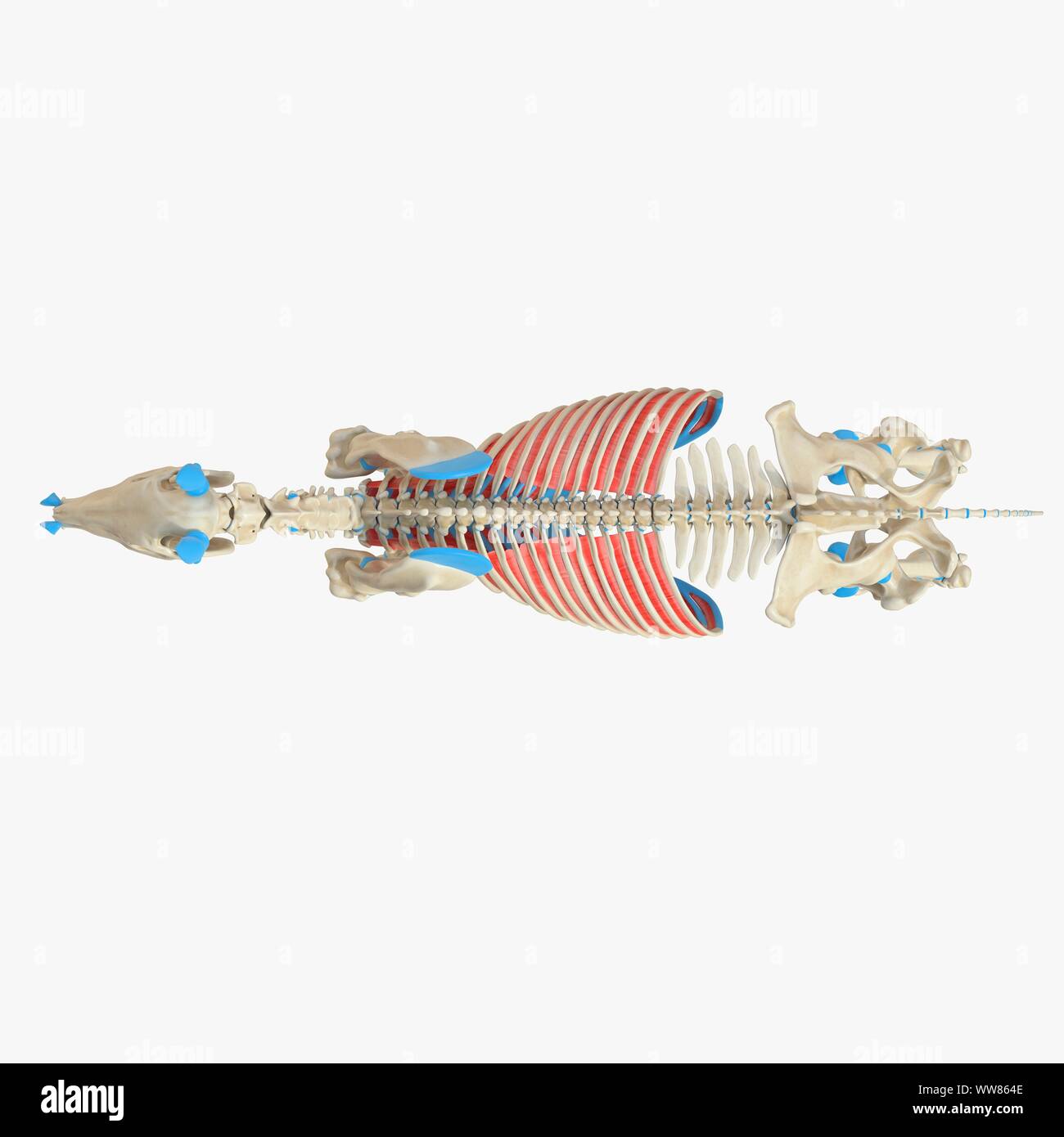 Anatomie du muscle intercostal Banque de photographies et d’images à ...