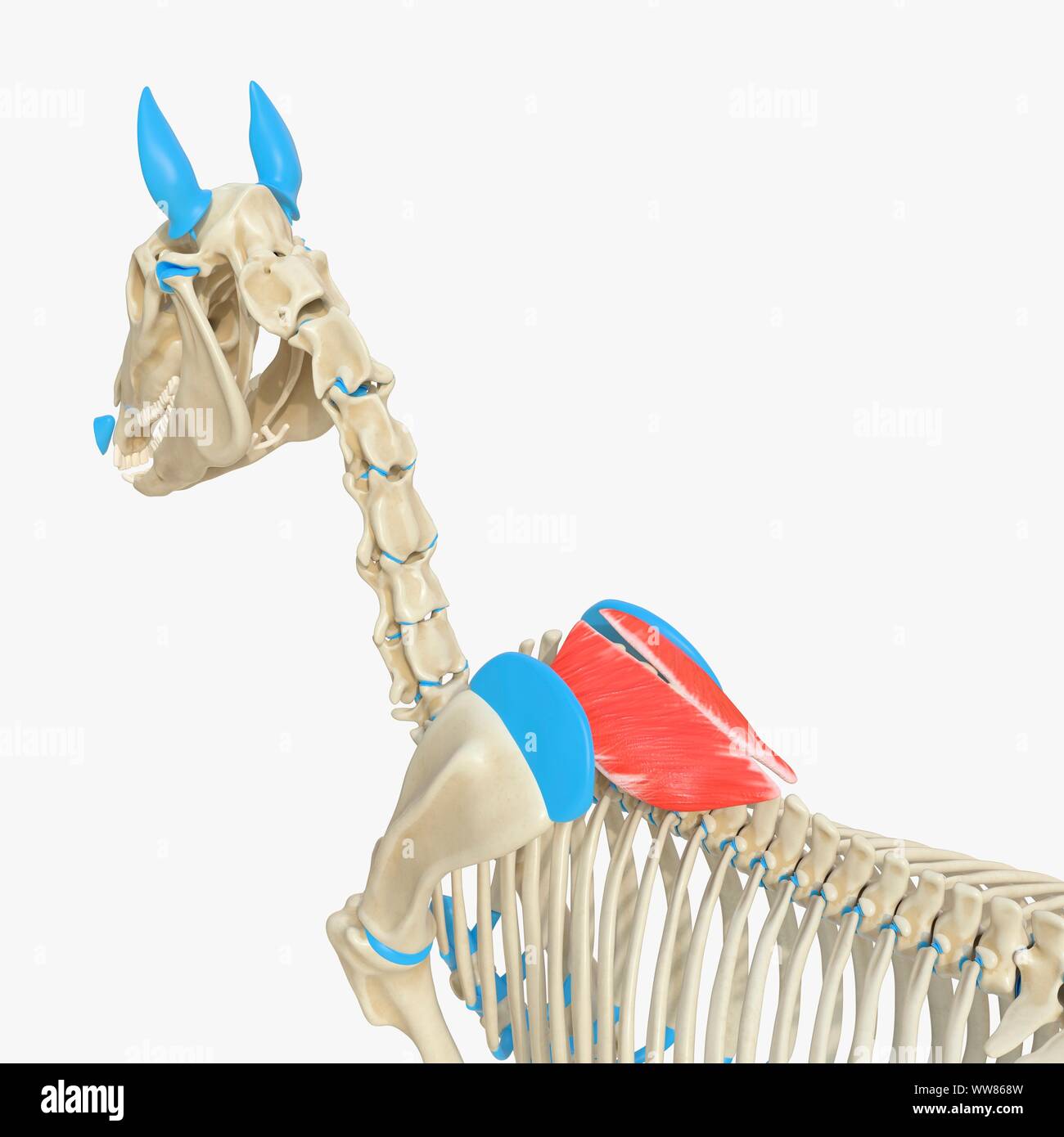 L'rhomboideus muscle thoracis, illustration Photo Stock - Alamy