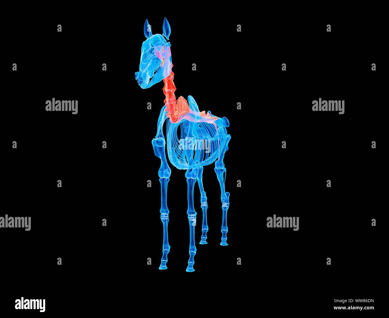 Humérus du cheval Banque de photographies et d’images à haute ...