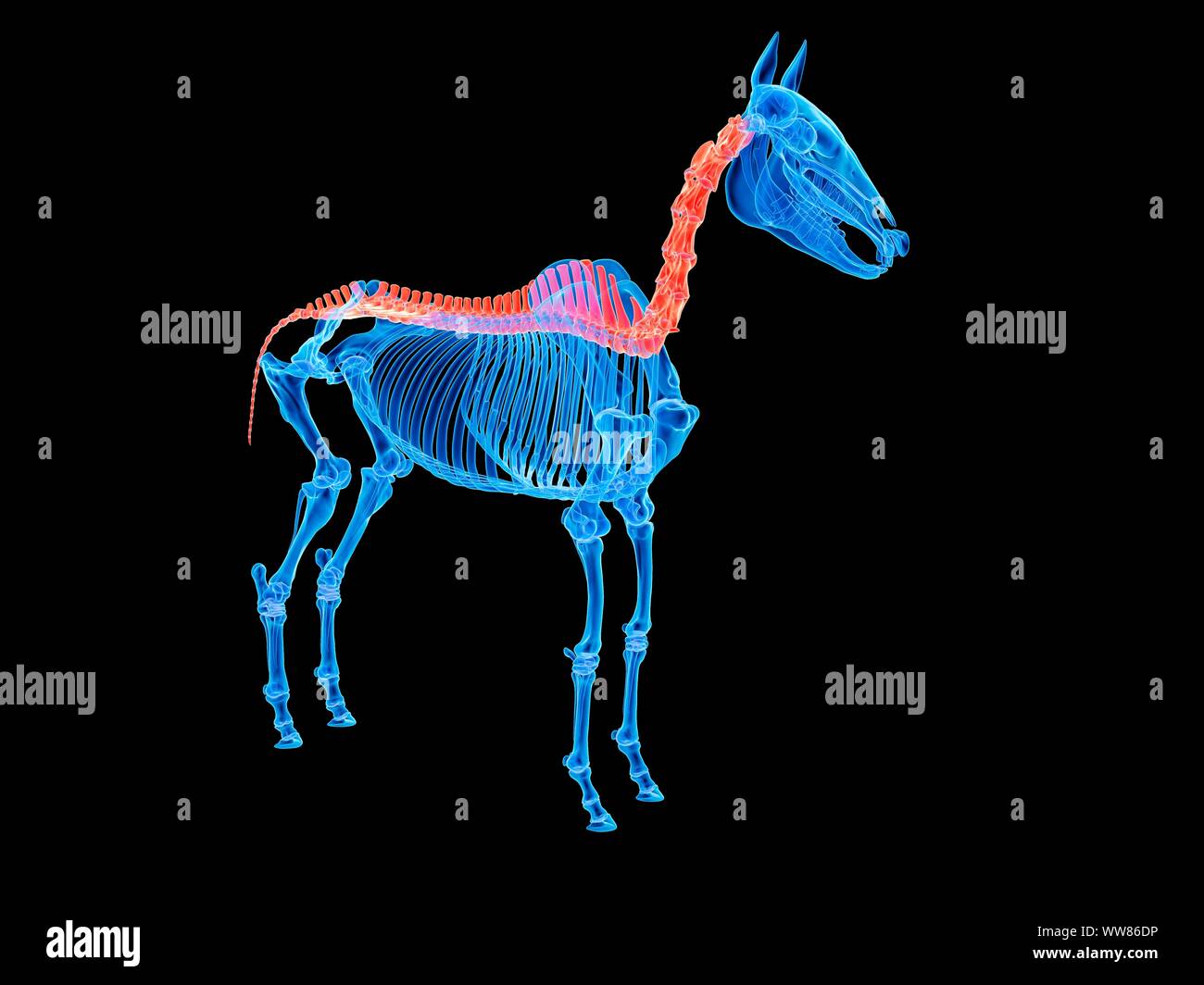 Humérus du cheval Banque de photographies et d’images à haute ...