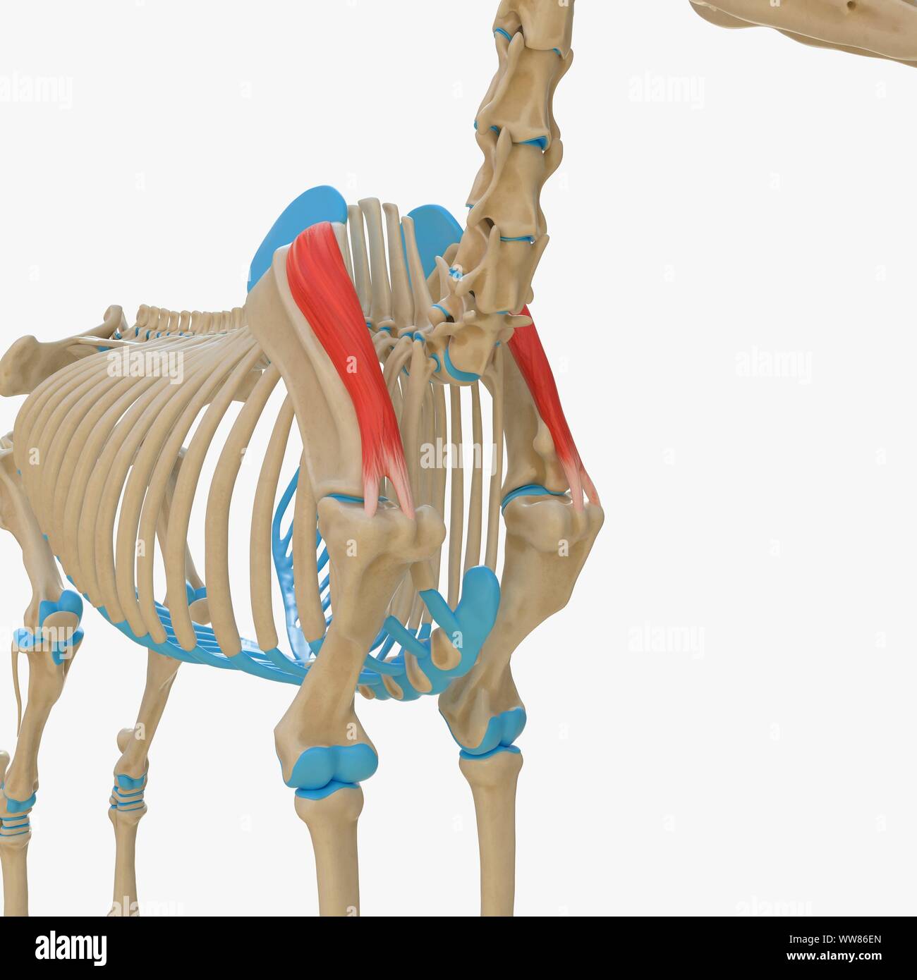Muscle supraspinatus cheval, illustration Photo Stock - Alamy