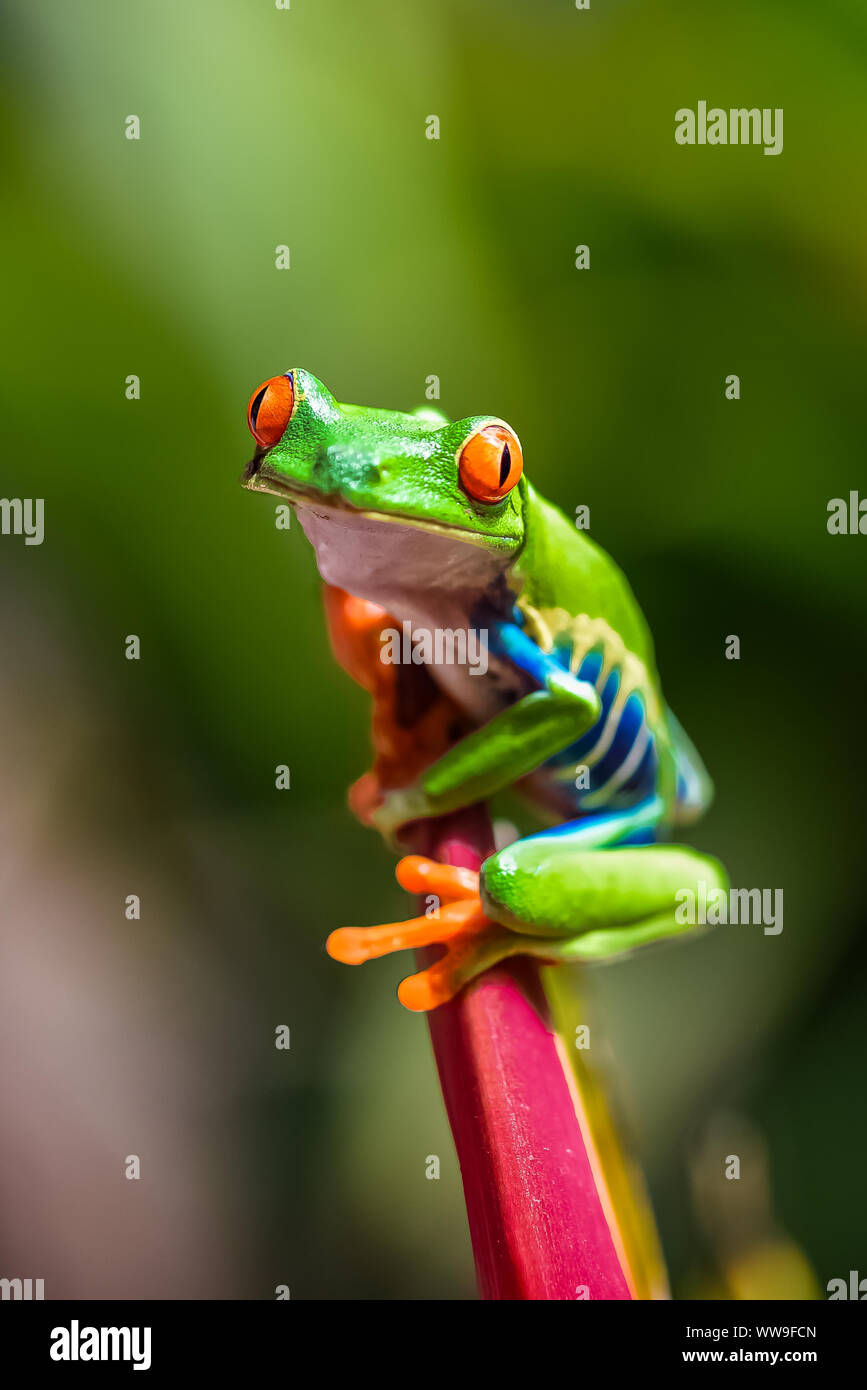 Grenouille sur heliconia Banque de photographies et d’images à haute ...