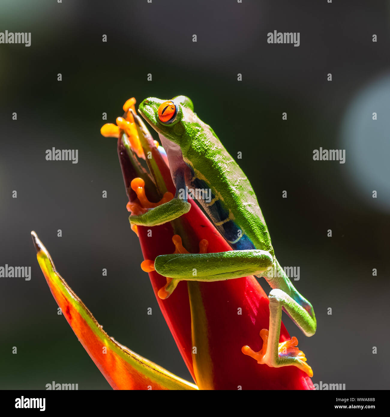 Grenouille sur heliconia Banque de photographies et d’images à haute ...