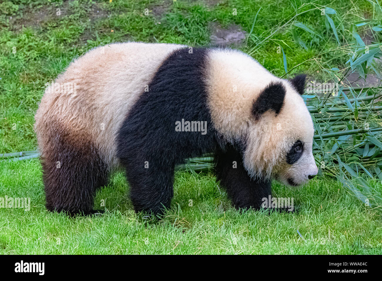 Panda profile Banque de photographies et d’images à haute résolution ...