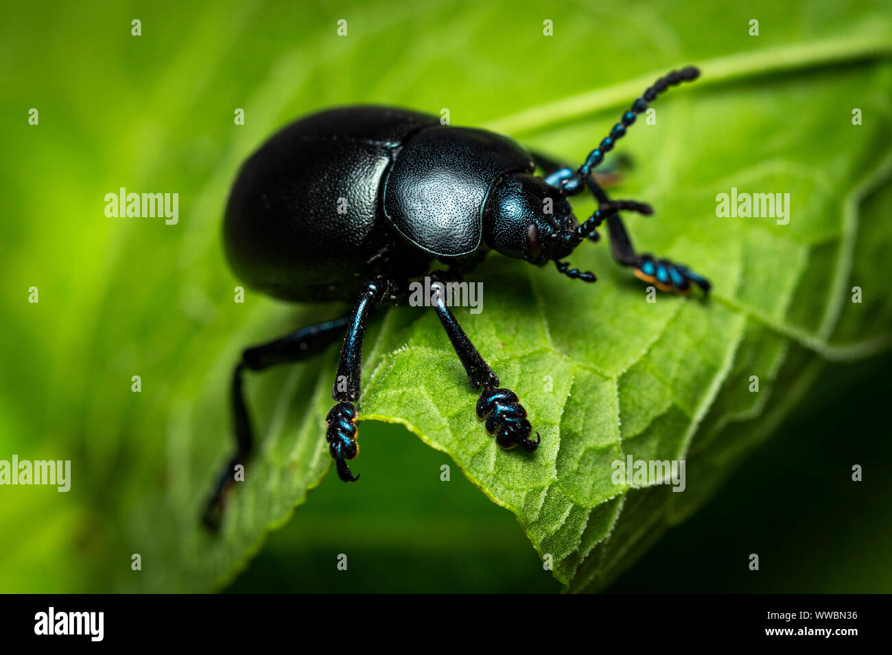 Insecte timarcha tenebricosa Banque de photographies et d’images à ...