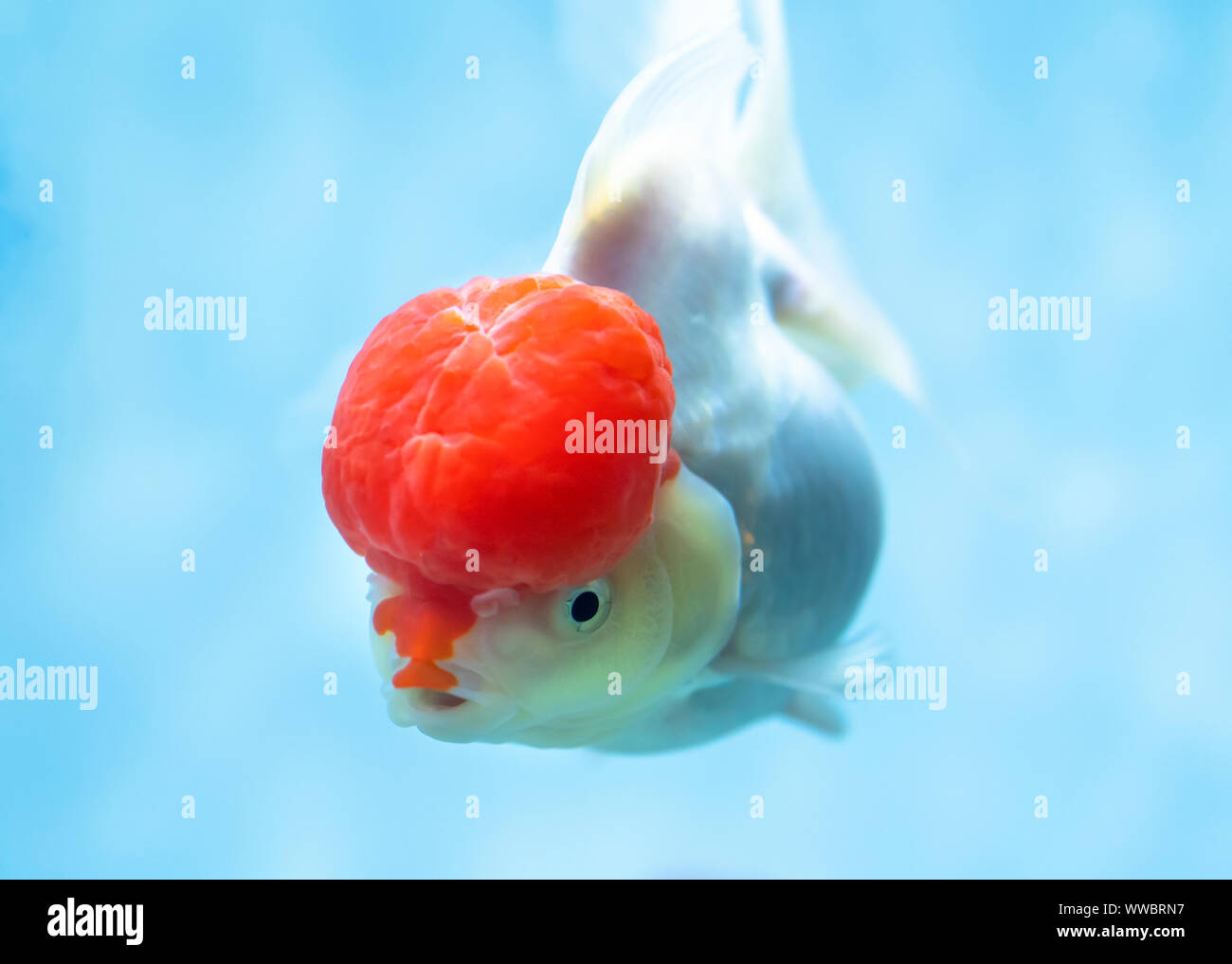 Poisson Rouge oranda colorés dans l'aquarium. C'est une espèces de ...