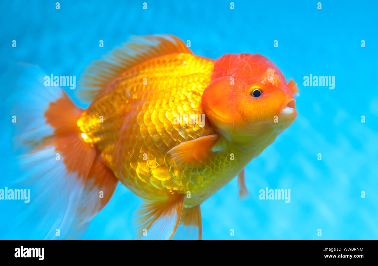 Poisson Rouge oranda colorés dans l'aquarium. C'est une espèces de ...