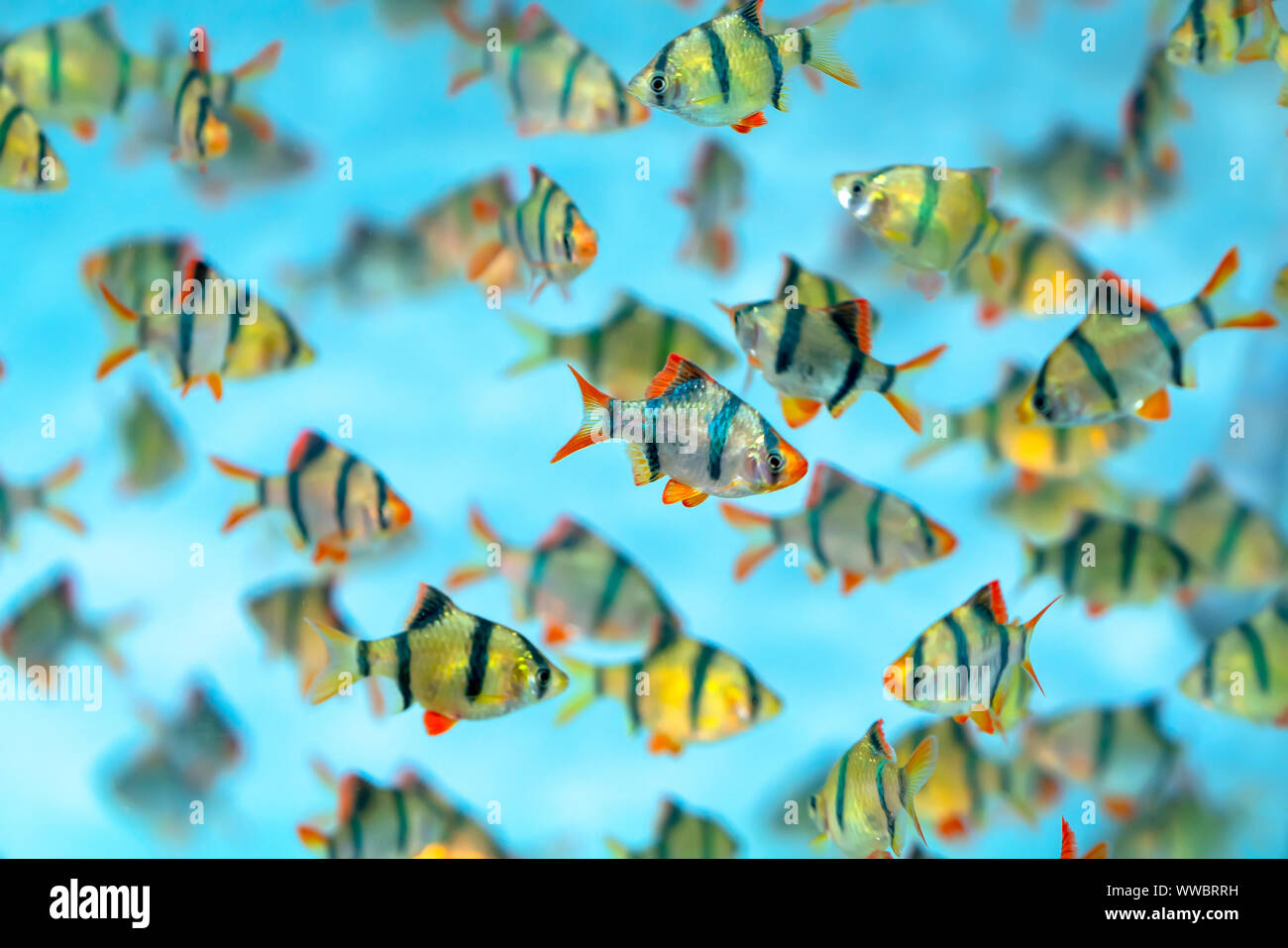 Tigre barbe puntius tetrazona Banque de photographies et d’images à ...