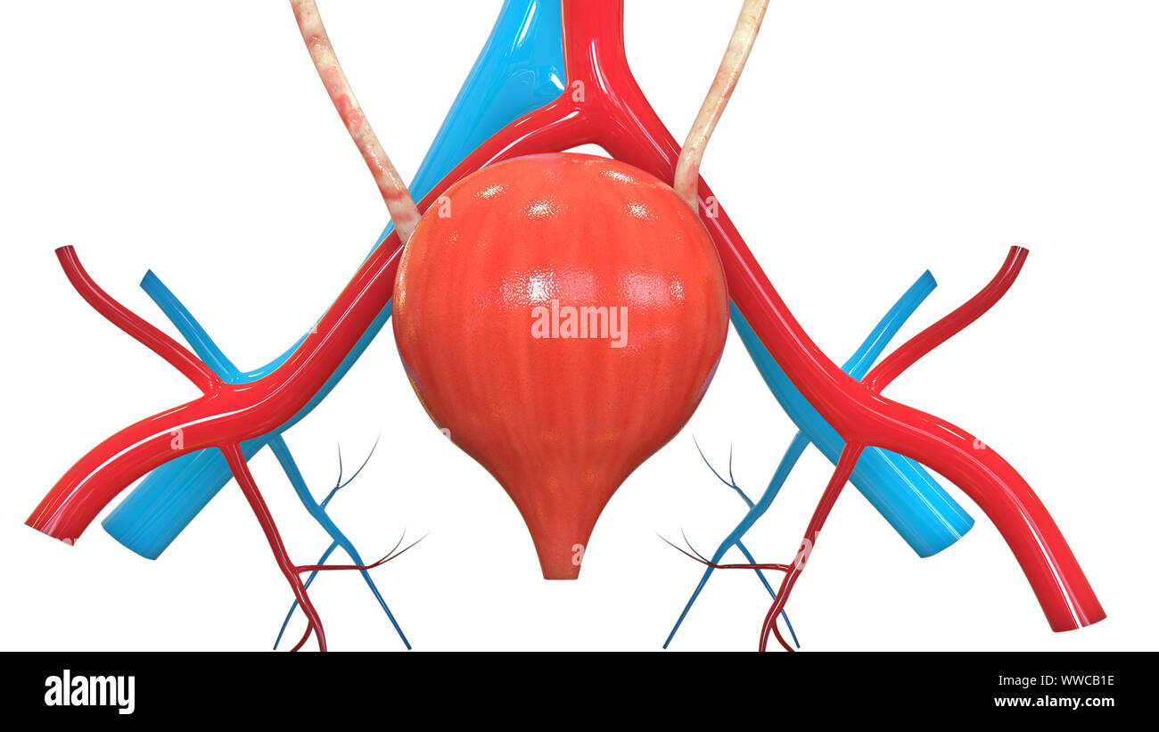 Les droits de l'anatomie du système urinaire Photo Stock - Alamy