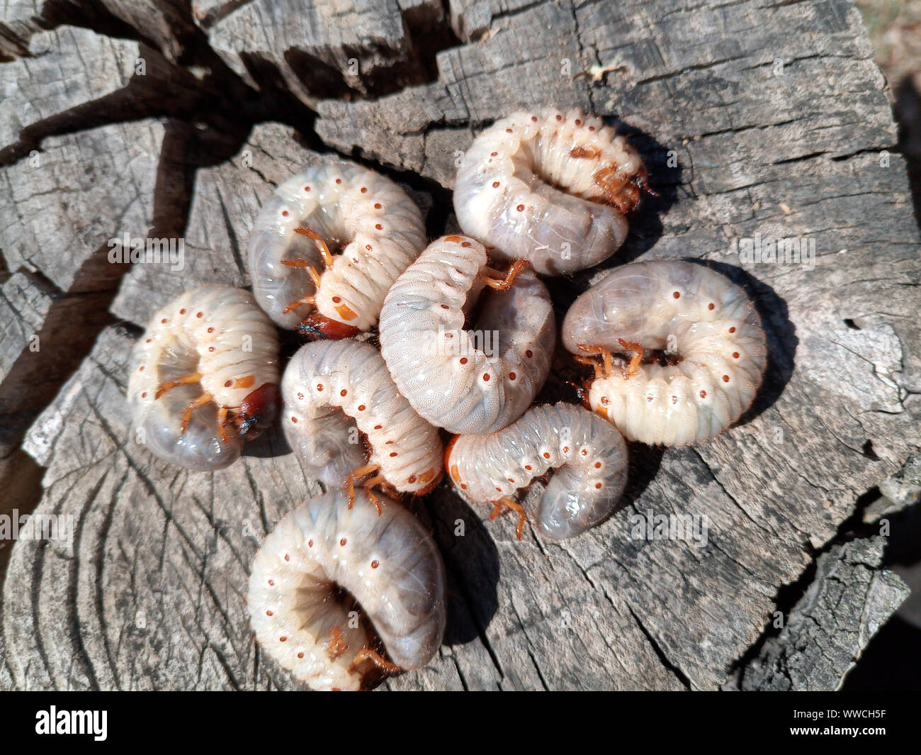 Du scarabée rhinocéros, larves du scarabée rhinocéros sur une vieille ...