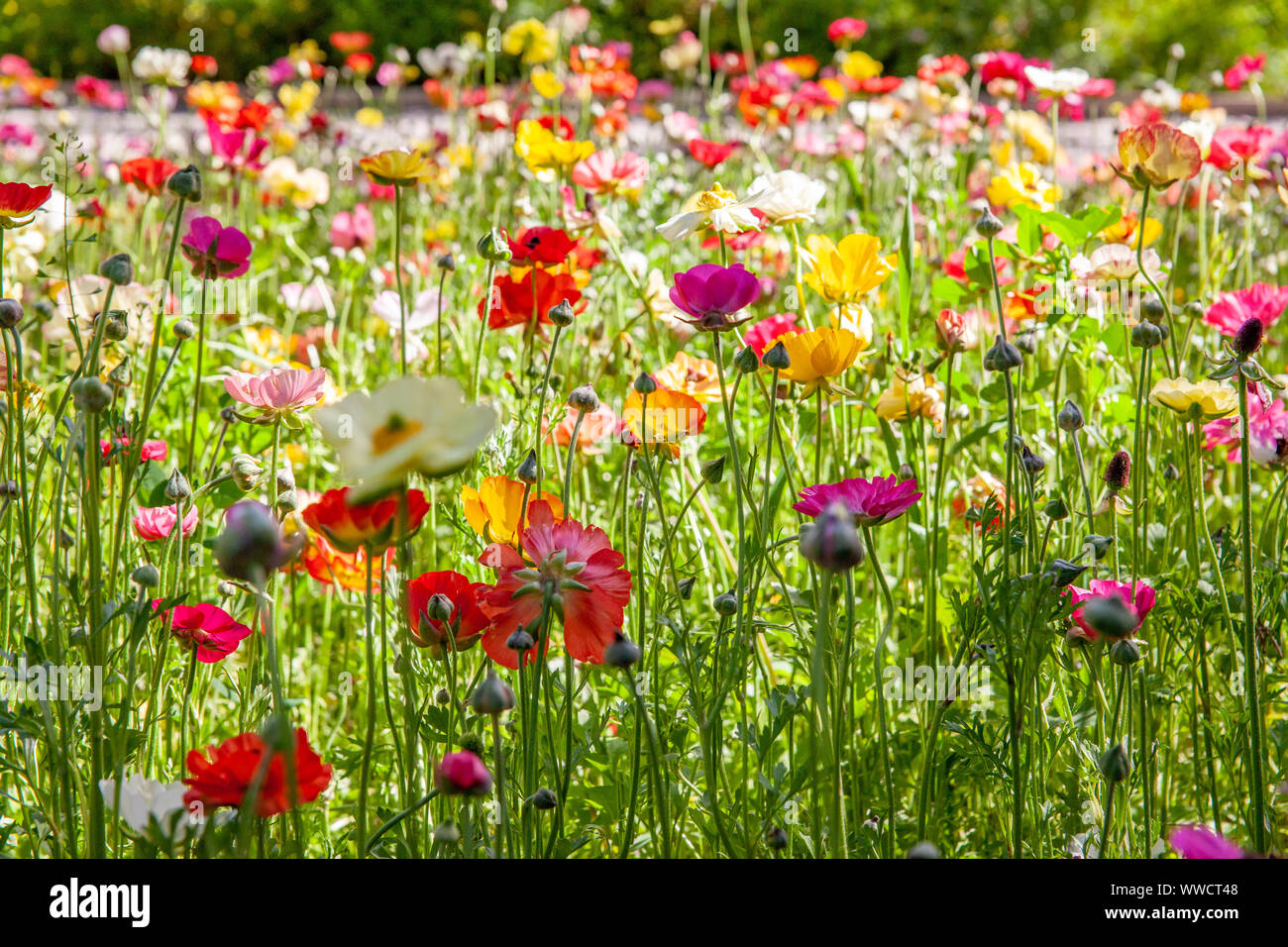 Iran public Banque de photographies et d’images à haute résolution - Alamy