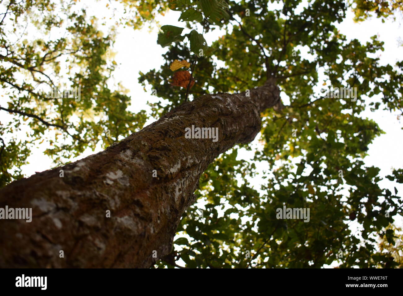 Sal tree Banque de photographies et d’images à haute résolution - Alamy