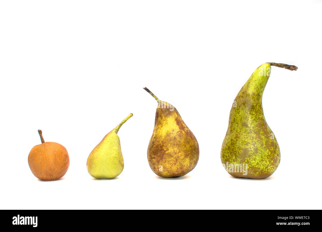 Poires fraîches biologiques de différents types et tailles dans la ...