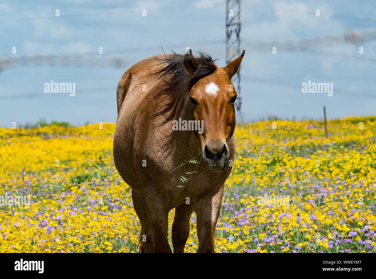 Animaux jaunes Banque de photographies et d’images à haute résolution ...