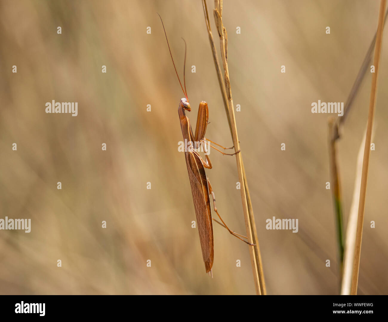 Praying mantis mantodea Banque de photographies et d’images à haute ...