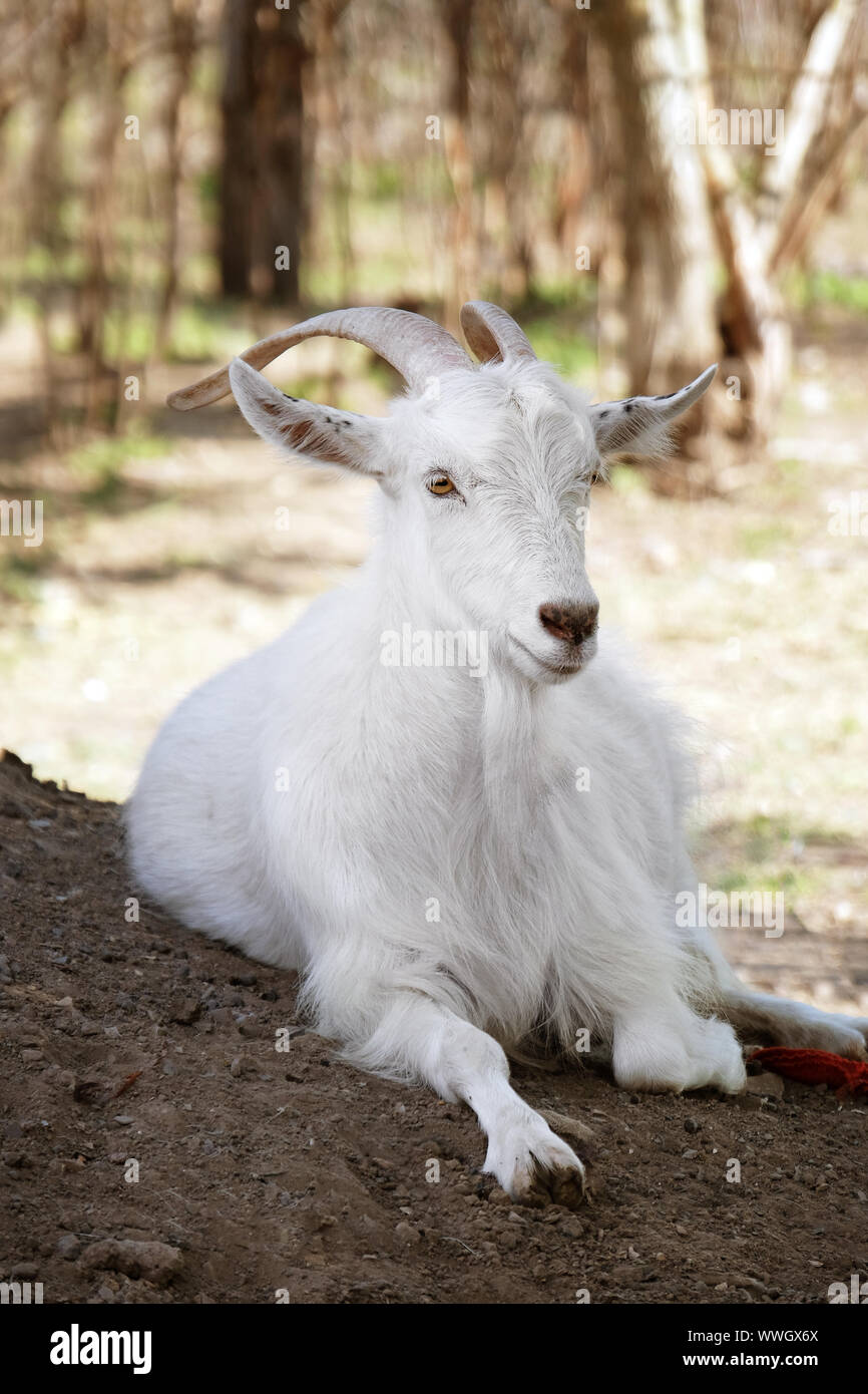 Chèvre drôle Banque de photographies et d’images à haute résolution - Alamy