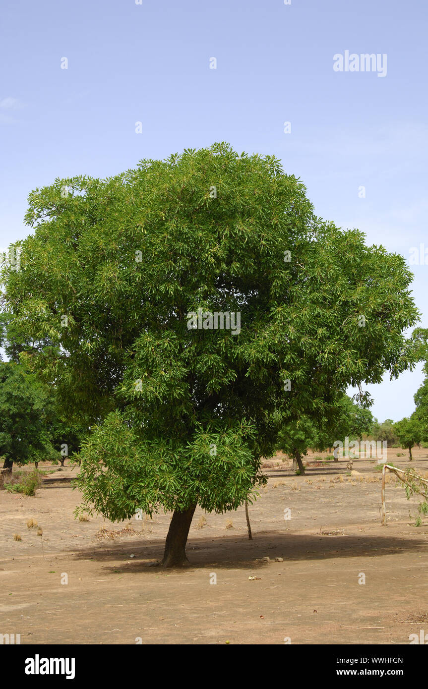 Arbre à beurre de karité Banque de photographies et d’images à haute ...
