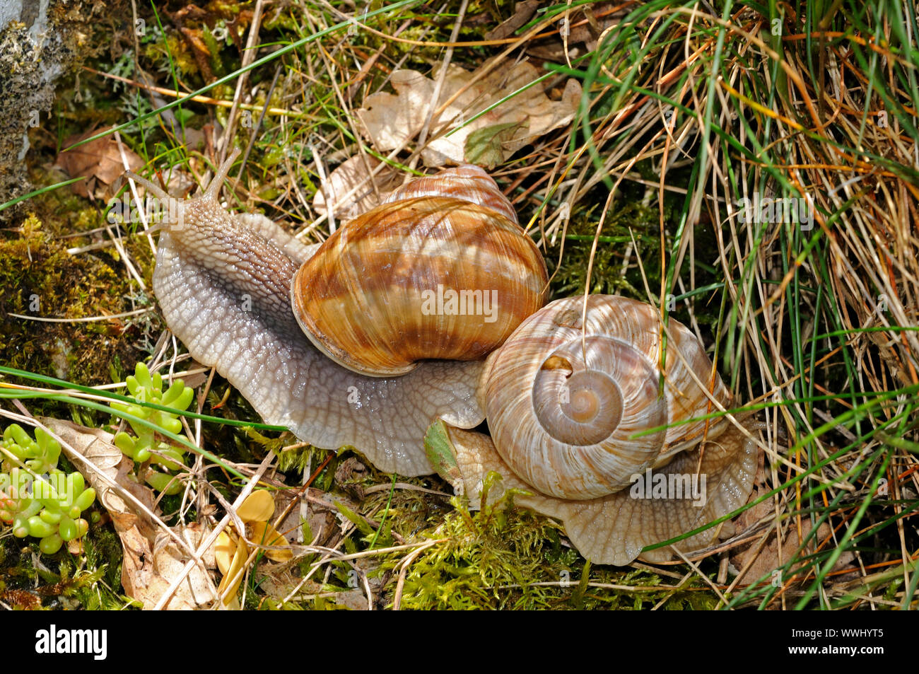 Accouplement de deux escargots Banque de photographies et d’images à ...