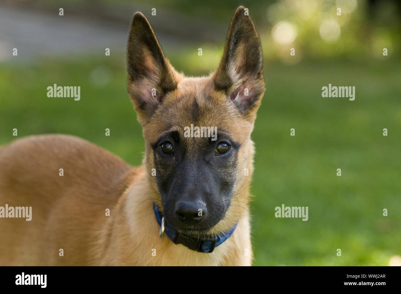 Chiot malinois Banque de photographies et d’images à haute résolution ...