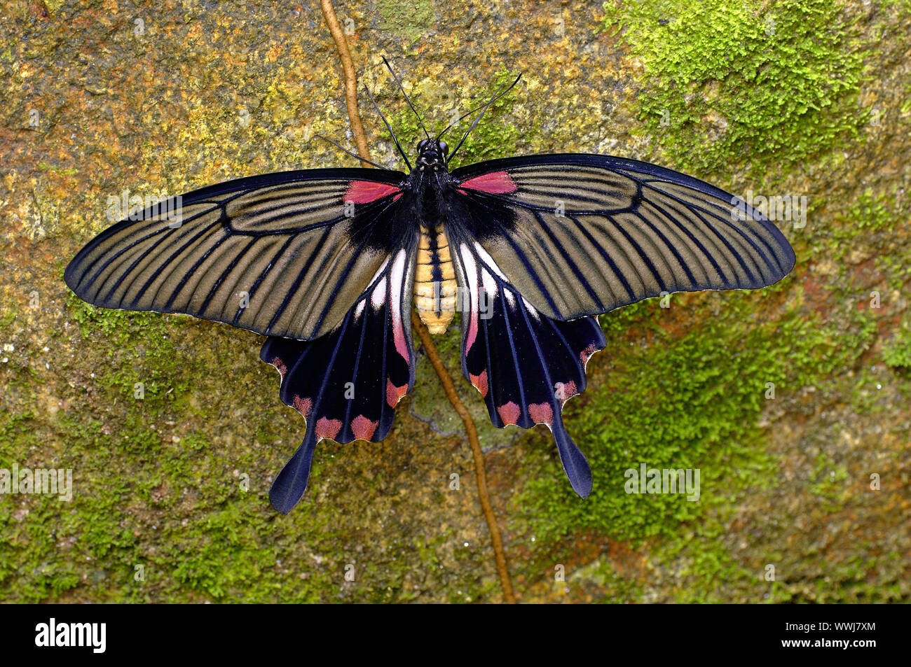 Papillon chevalier Banque de photographies et d’images à haute ...