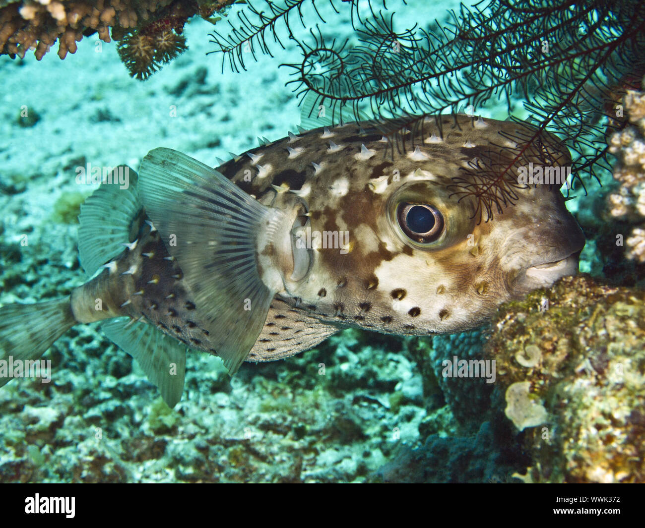 Poissons de la mer rouge Banque de photographies et d’images à haute ...