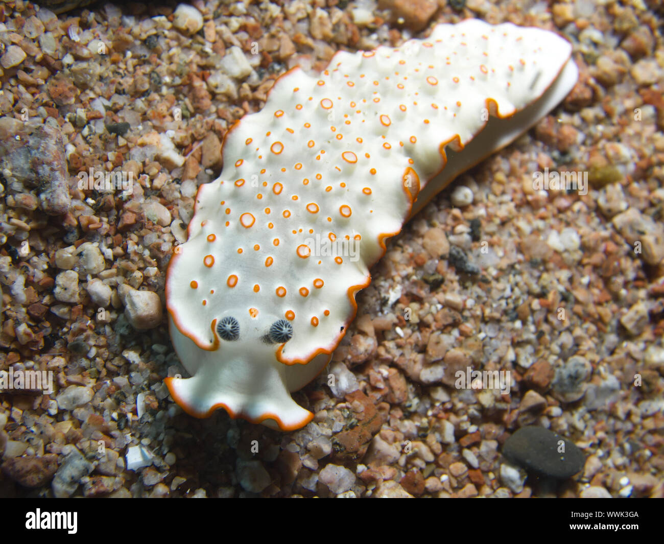 Limace de mer rouge nudibranche Banque de photographies et d’images à ...