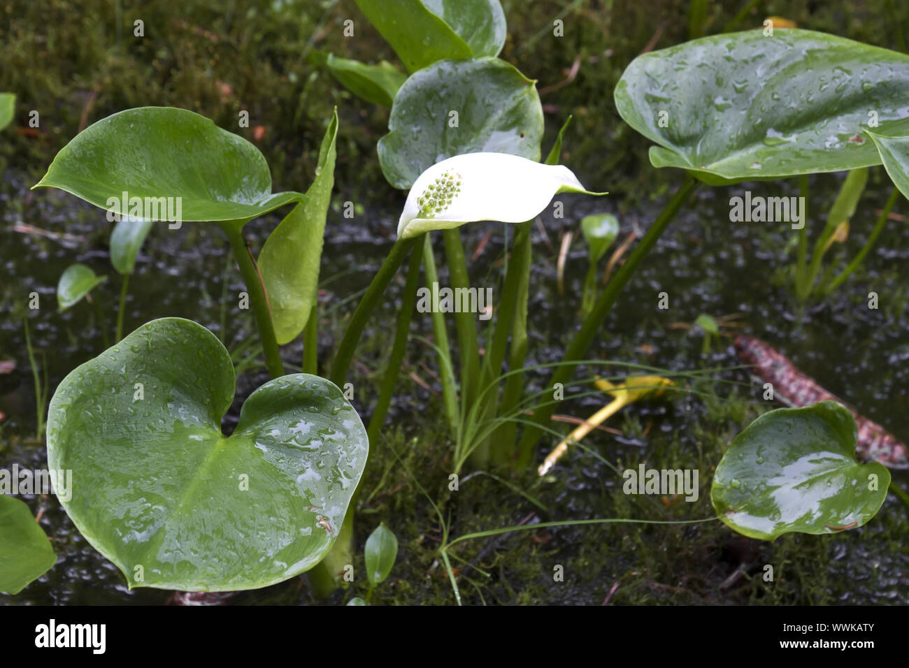 Callas sauvages Banque de photographies et d’images à haute résolution ...