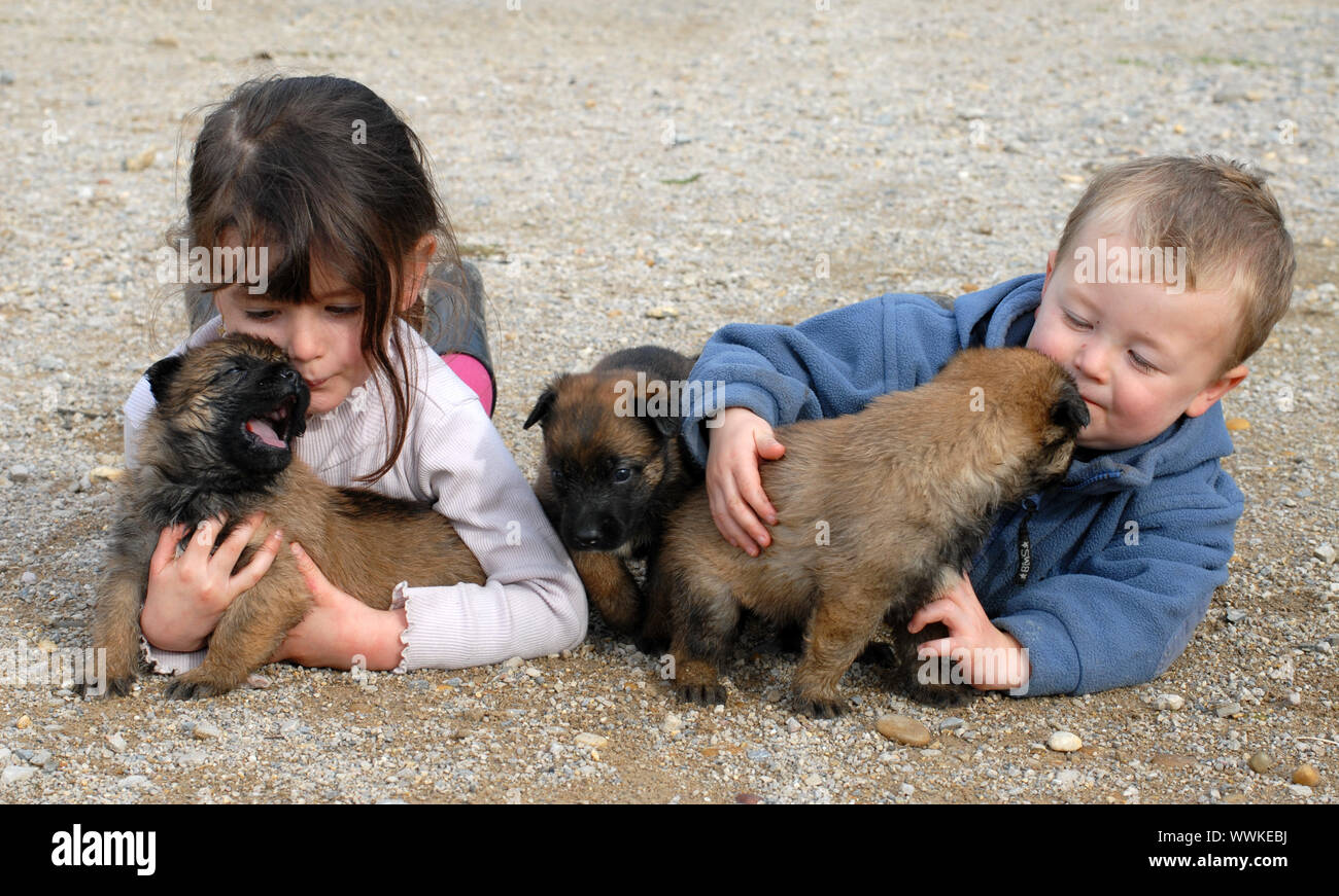 Bergers belges Banque de photographies et d’images à haute résolution - Alamy
